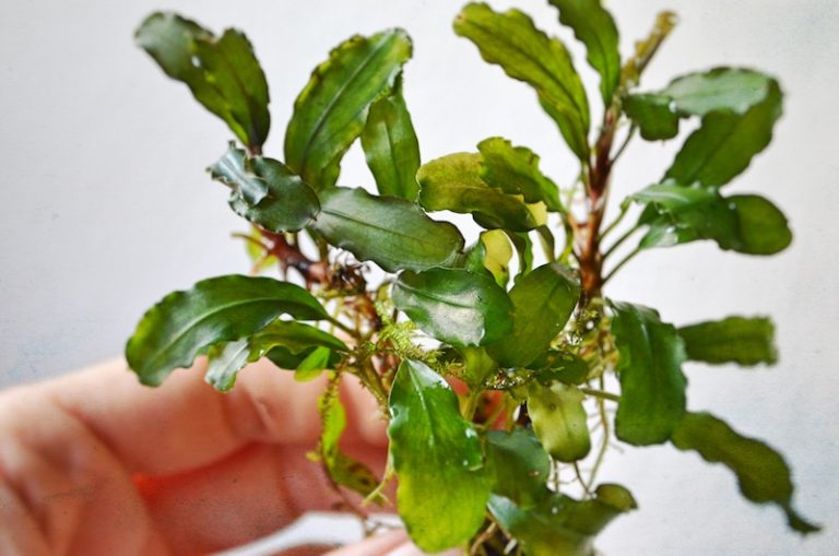 Bucephalandra - Alles zur Haltung, Pflege und wo man sie kauft!